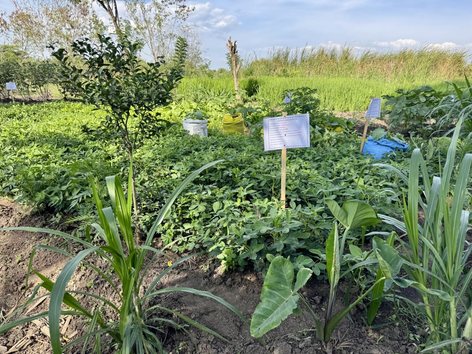 A Decade of Dialogue: 10th Annual Agroforestry Symposium Opens with ...