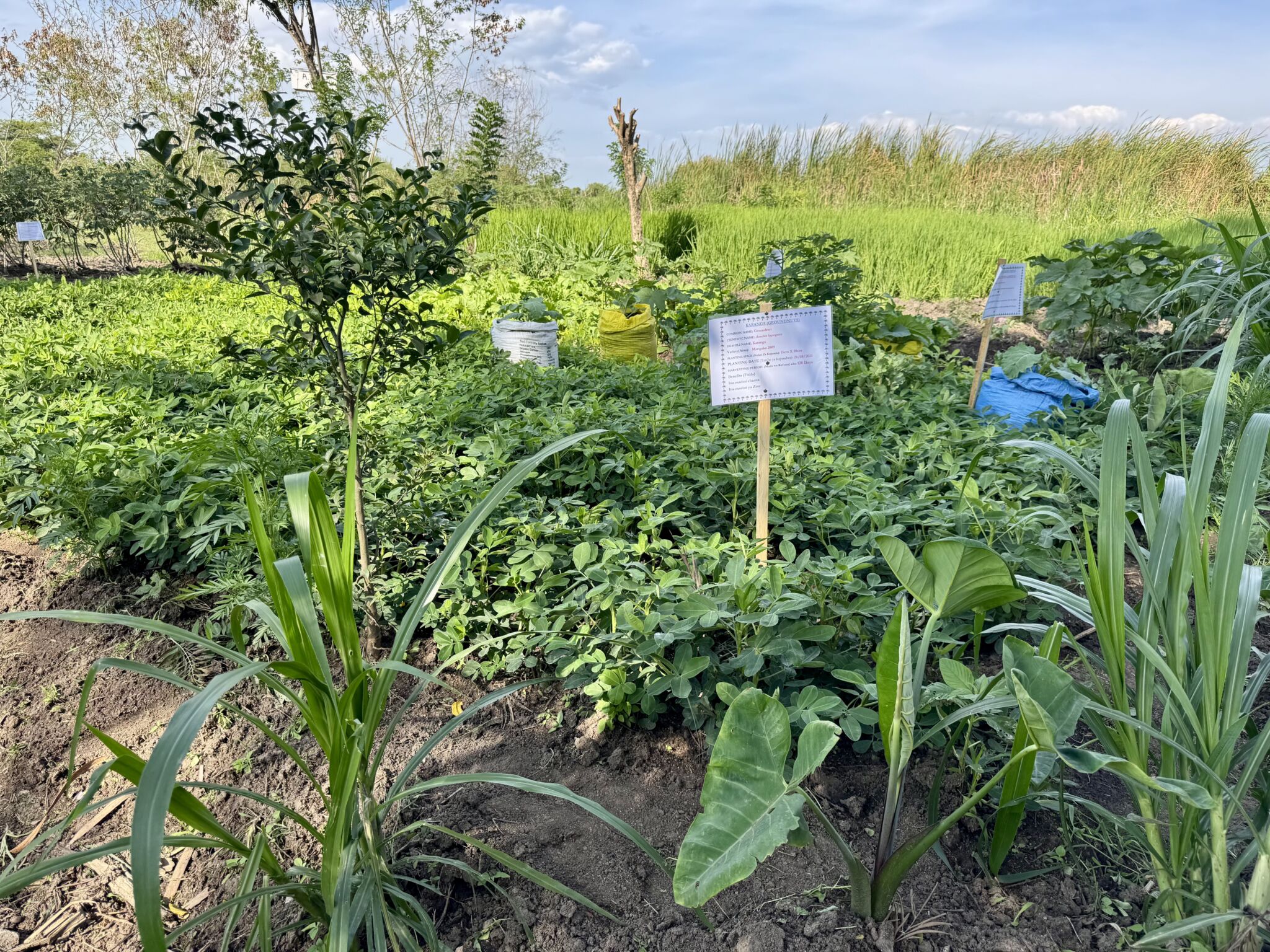 A Decade of Dialogue: 10th Annual Agroforestry Symposium Opens with ...